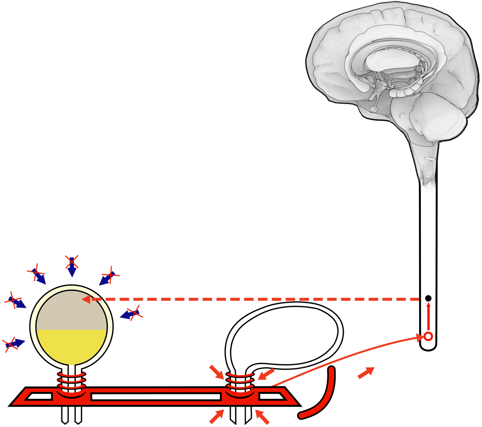 rééducation uro-andrologique - Méthode GUILLARME
